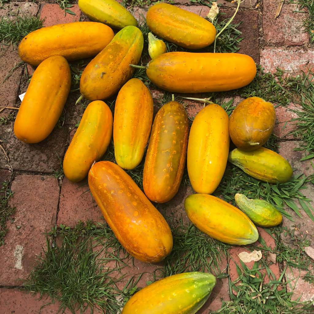 Of Cucumbers and Cucamelons - Gardening | Cooking | Shady Ave Micro Farm